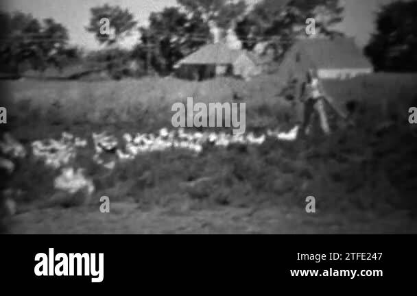 Rare Farm Birds Stock Videos And Footage Hd And 4k Video Clips Alamy