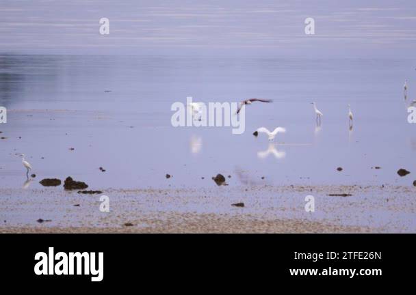 White egret in the sea at morning and Red falcon swooping prey,White ...