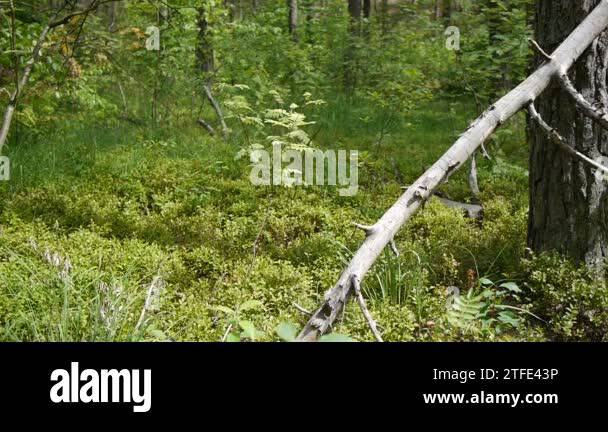 Whisper light Stock Videos & Footage - HD and 4K Video Clips - Alamy