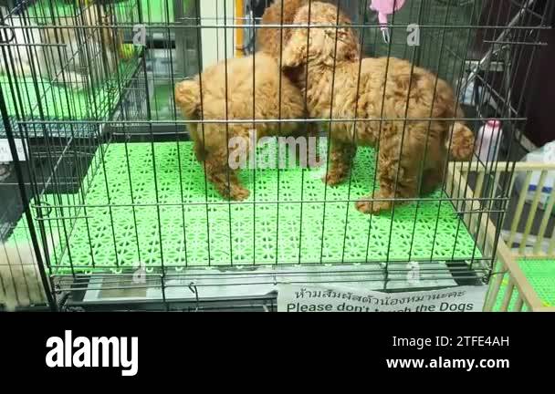 Footage full HD 1080P close up. A pedigree dog Bichon Frize Brown ...