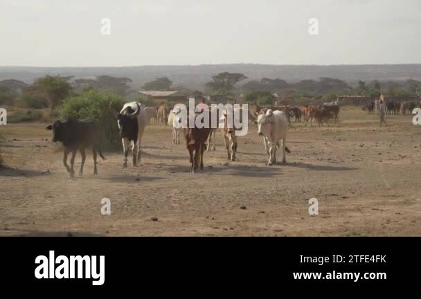 Zebu meat Stock Videos & Footage - HD and 4K Video Clips - Alamy