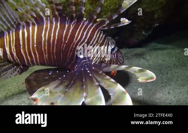 Dangerous poisonous fish Common lionfish (Pterois volitans), hunts on a ...