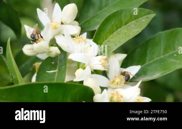 Wildlife pollination Stock Videos & Footage - HD and 4K Video Clips - Alamy