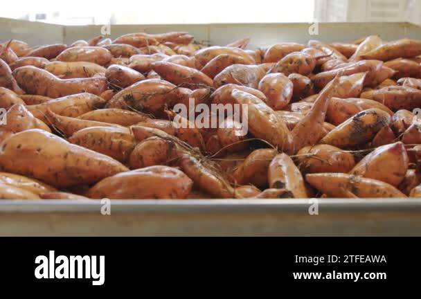 Washing and sorting of sweet potatoes in an agricultural packing ...