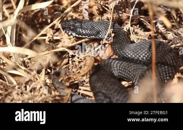 Black adder Stock Videos & Footage - HD and 4K Video Clips - Alamy