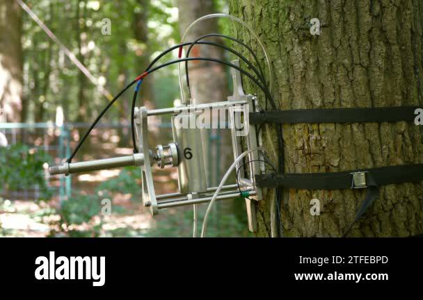 Scientific measurement respiration tree science station technology ...