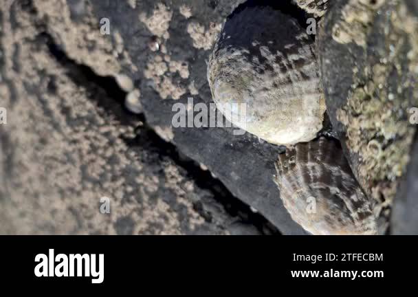 Snail teeth Stock Videos & Footage - HD and 4K Video Clips - Alamy