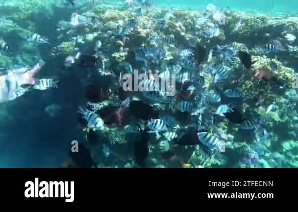 Filming under water. Underwater shooting. Coral reef. The underwater ...