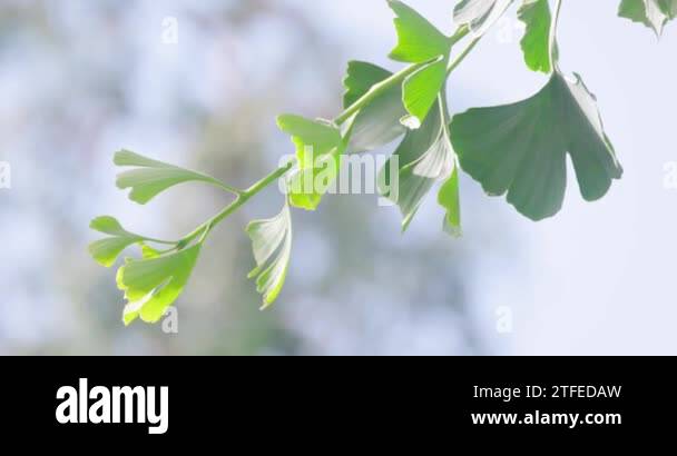 Green ginkgo biloba Stock Videos & Footage - HD and 4K Video Clips - Alamy