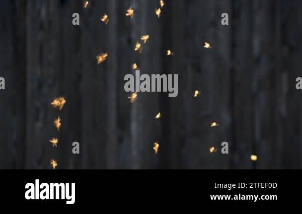 Backlit insects Stock Videos & Footage - HD and 4K Video Clips - Alamy