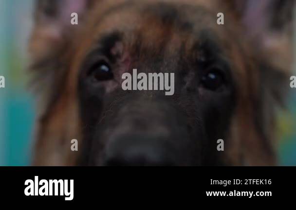 German shepherd eye Stock Videos & Footage - HD and 4K Video Clips - Alamy
