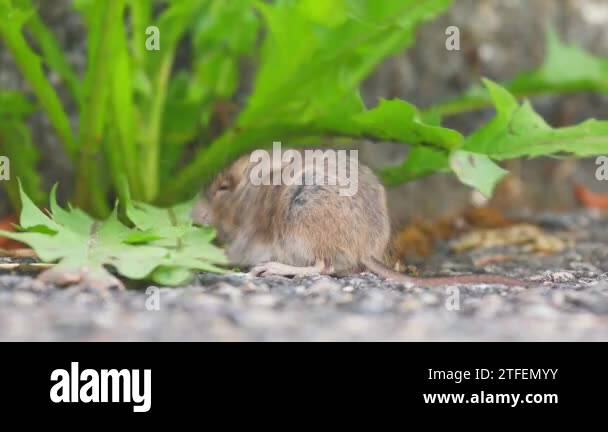 Mouse mus musculus Stock Videos & Footage - HD and 4K Video Clips - Alamy