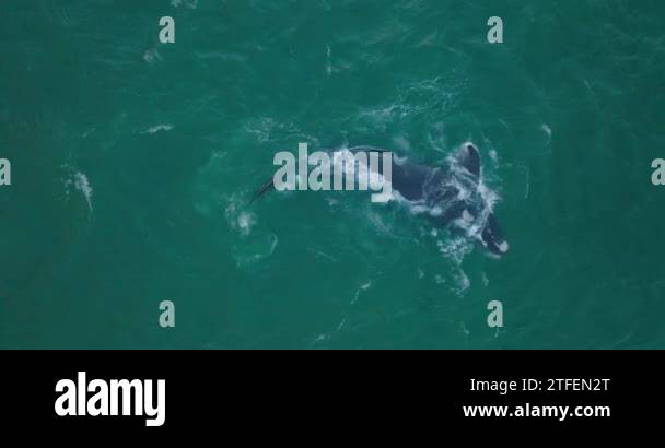 Birds eye view of humpback whale surfacing and blowing. Large animal in ...