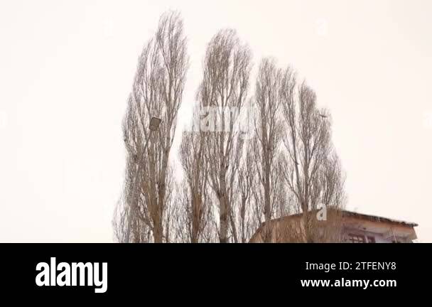 Nigra line Stock Videos & Footage - HD and 4K Video Clips - Alamy