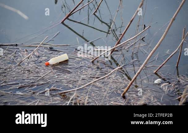 Plastic bottle float on water among reed, plastic waste environmental ...