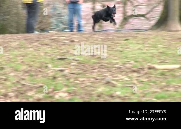 Super dog Stock Videos & Footage - HD and 4K Video Clips - Alamy