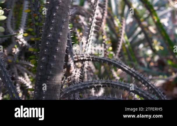Closeup thorny plant background Stock Videos & Footage - HD and 4K ...