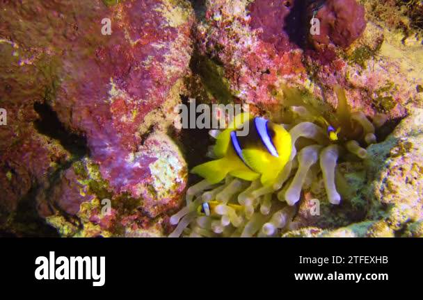 Clown fish, Anemonefish (Amphiprion ocellaris) swim among the tentacles ...