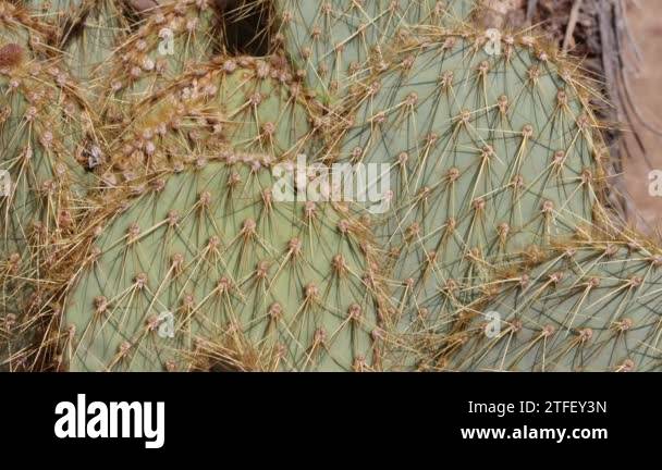 Yellow partially overlapping spines protrude from minimally obscured ...