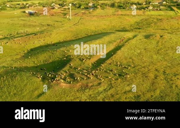 Flock of sheep grazing in the green meadow. Shot with drone chasing sheep and shepheard. Ukraine ...