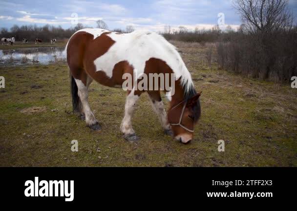 Horse animal outdoor mare Stock Videos & Footage - HD and 4K Video ...