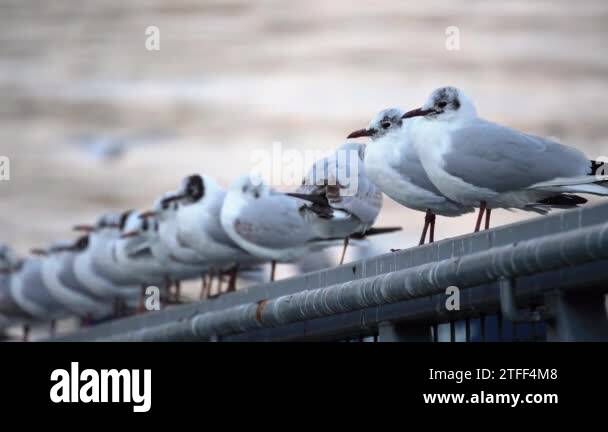 Flinched Stock Videos & Footage - HD and 4K Video Clips - Alamy