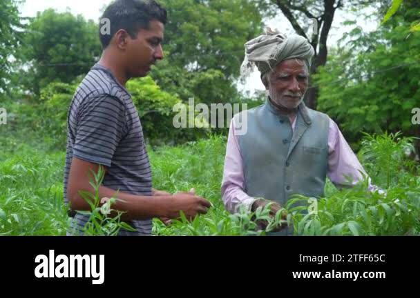 Two farmers standing in green field using touch pad for check crop ...