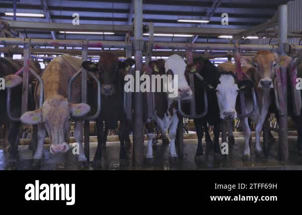The process of milking cows on a dairy farm. Automatic milking of cows ...