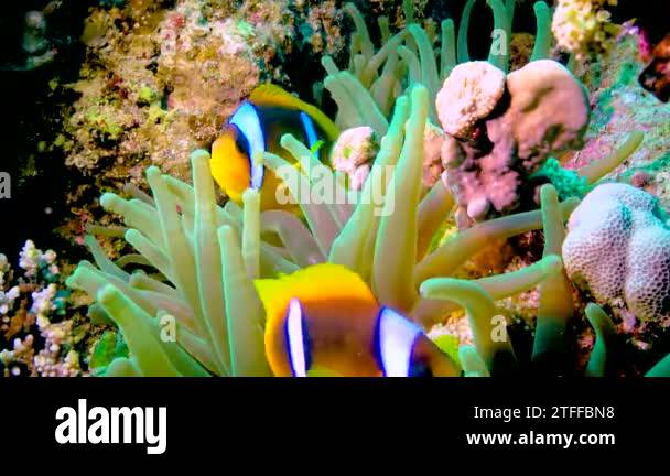 Clown fish, anemonefish (Amphiprion ocellaris) swim among the tentacles of anemones, symbiosis ...