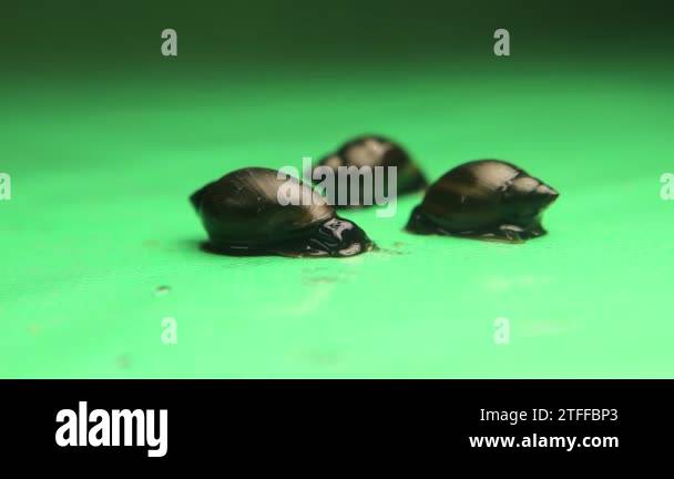 Micro underwater river life Stock Videos & Footage - HD and 4K Video ...