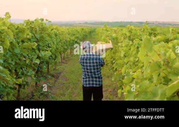 Man carry box on shoulder Stock Videos & Footage - HD and 4K Video ...