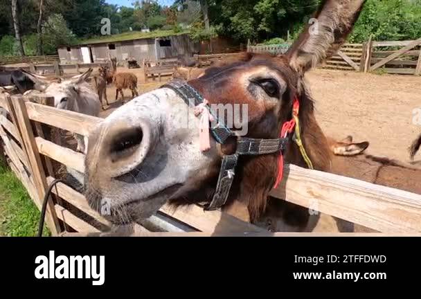 Domestic donkey, ass. Many donkeys standing in paddock at donkey farm. Donkey muzzle head close ...