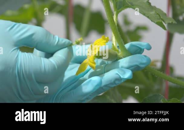 Flower hand pollination Stock Videos & Footage - HD and 4K Video Clips ...