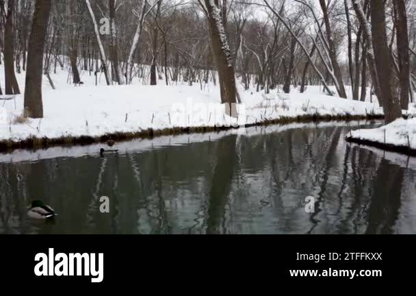 Ducks in winter city park pond. Drake male and female hen birds ...