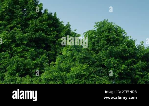 Shaking tree Stock Videos & Footage - HD and 4K Video Clips - Alamy