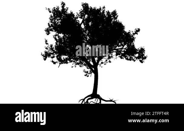 Tibetan Cherry Prunus Serrula Small Tree Silhouette of Animated Tree is ...