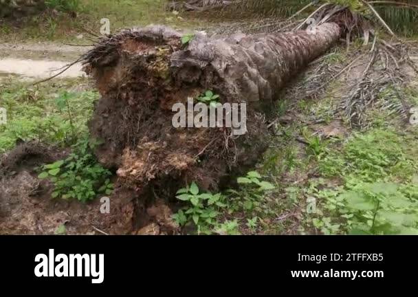 Fallen tree blocking forest road Stock Videos & Footage - HD and 4K ...