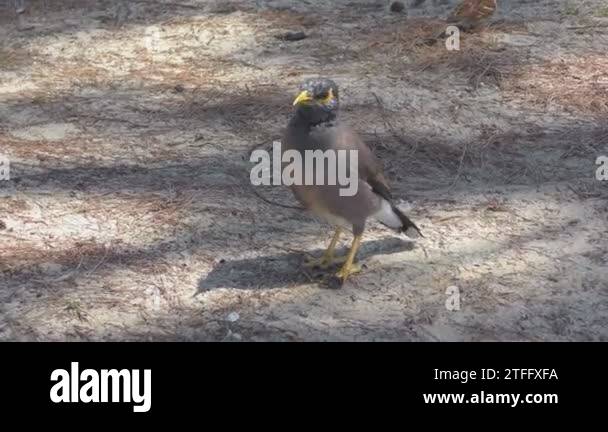Myna eye Stock Videos & Footage - HD and 4K Video Clips - Alamy