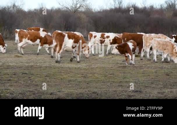 Side view of cow herd walking in pasture, domestic animals roaming in ...