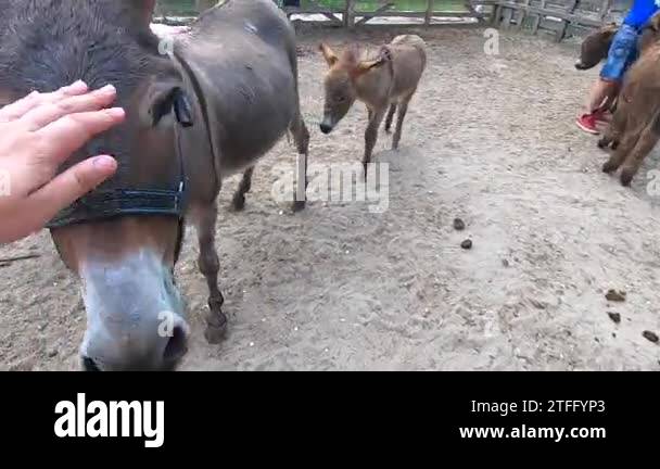 Girl stroking domestic donkey on head at donkey, ass farm. Many donkeys standing in paddock ...