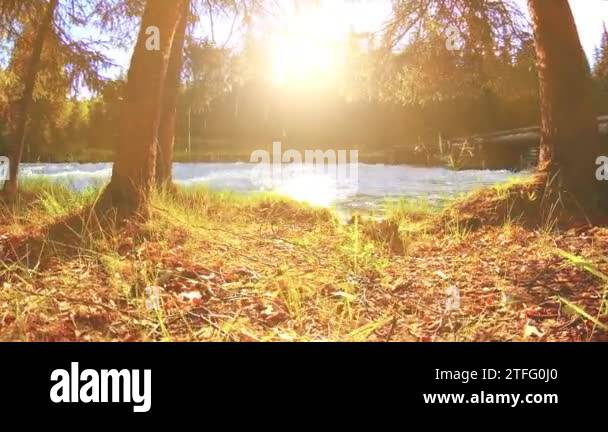 Meadow at mountain river bank. Landscape with green grass, pine trees ...