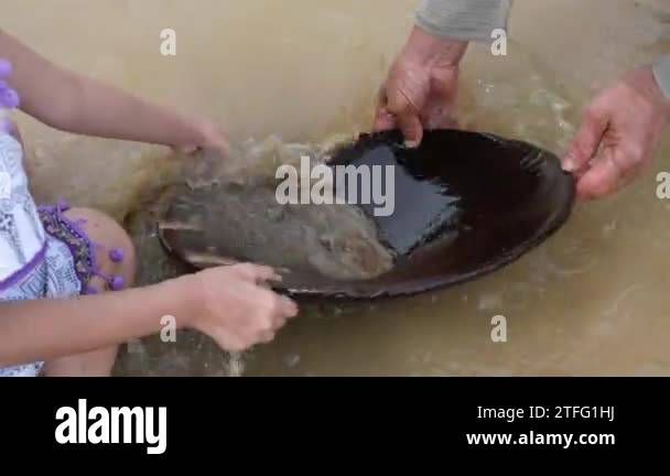 Gold mining method Stock Videos & Footage - HD and 4K Video Clips - Alamy