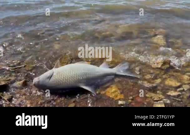 Smallmouth black Buffalo fish (Ictiobus) has been released from the ...