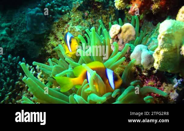 Clown fish, anemonefish (Amphiprion ocellaris) swim among the tentacles ...