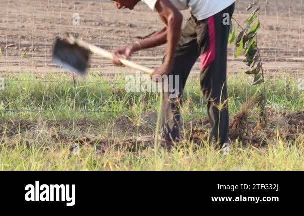 Indian farmer digging Stock Videos & Footage - HD and 4K Video Clips ...