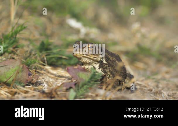 Frog is croaking Stock Videos & Footage - HD and 4K Video Clips - Alamy