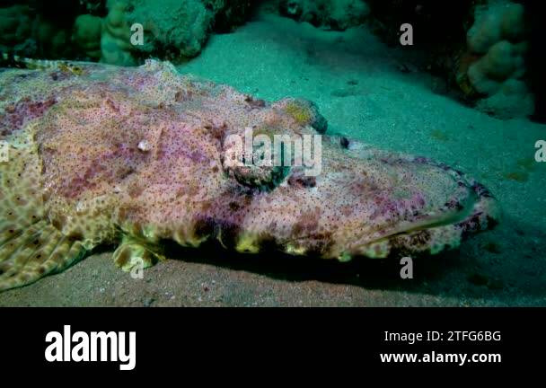 Lying on the bottom Carpet flathead (Papilloculiceps longiceps), Abu ...