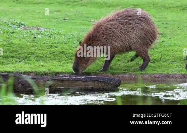 The capybara, Hydrochoerus hydrochaeris is the largest extant rodent in ...