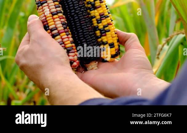 Maize cobs colors Stock Videos & Footage - HD and 4K Video Clips - Alamy