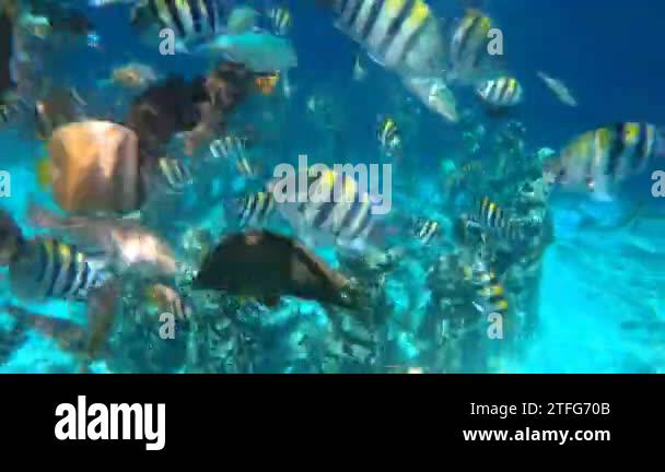 Tropical fish indonesia Stock Videos & Footage - HD and 4K Video Clips ...